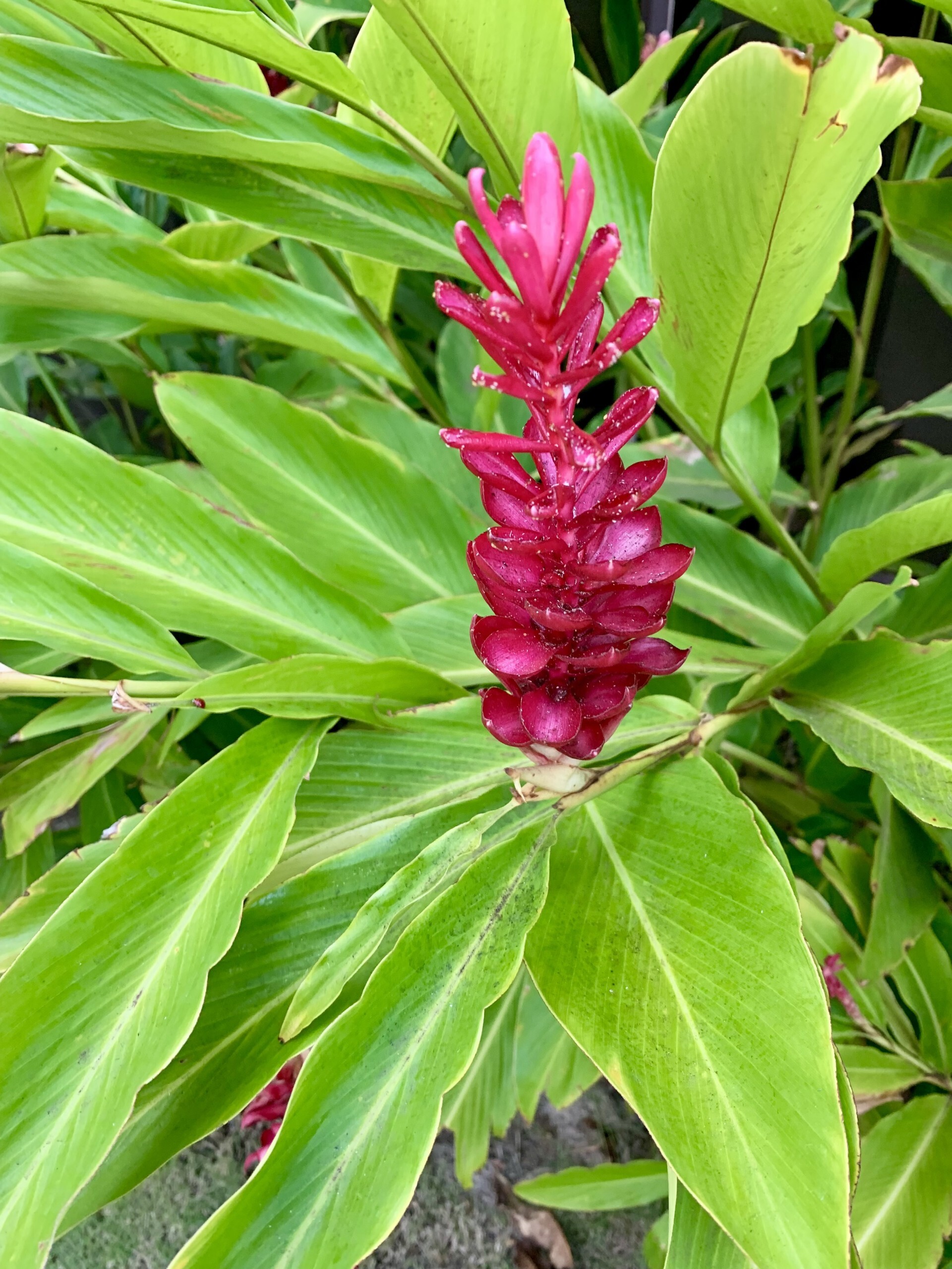 Photo of the Day: Pink Ginger | News, Sports, Jobs - Maui News